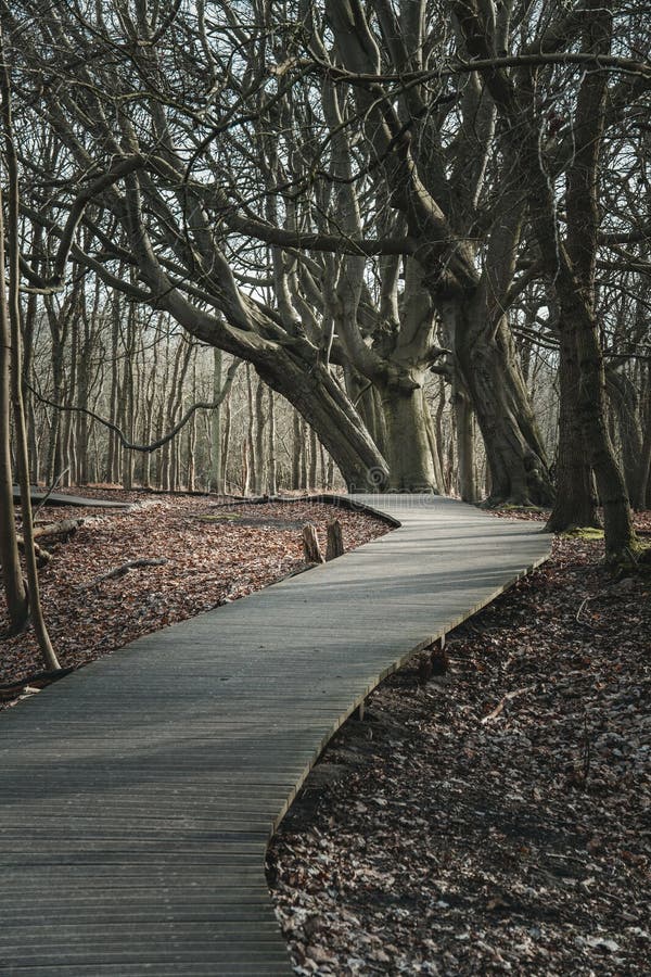 Peaceful Path Winding Its Way through a Picturesque Autumn Park of Bare ...