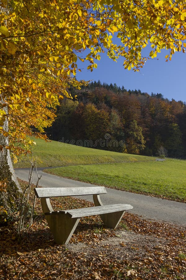 Peaceful Place with Bench, Colorful Beech Tree in Autumn Stock Photo ...