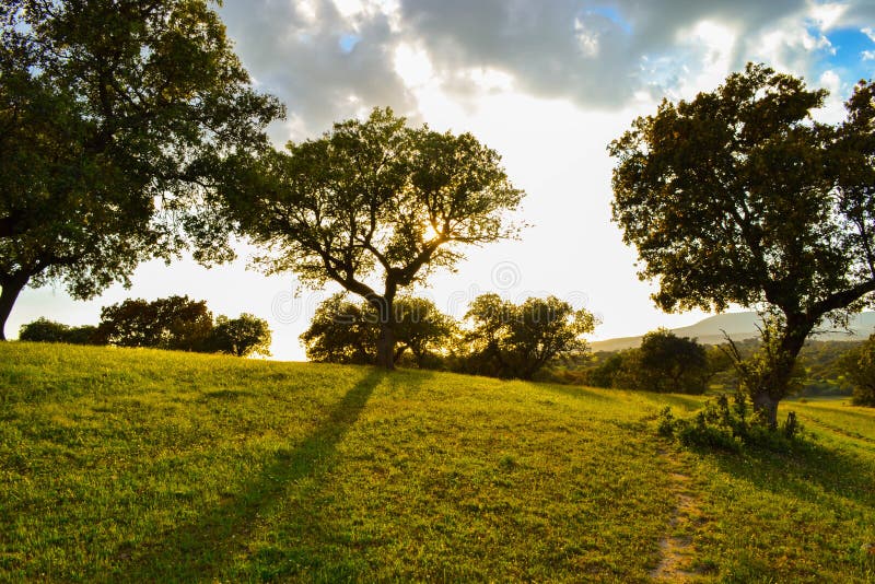 Evening Golden Sunset in a Yellow and Peaceful Field with Silhouettes ...