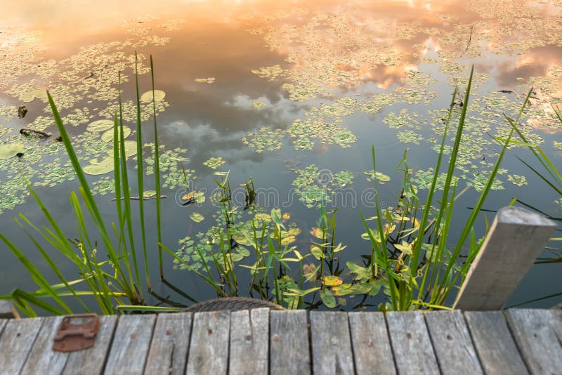 Peaceful place at the pond stock image. Image of lake - 49969109