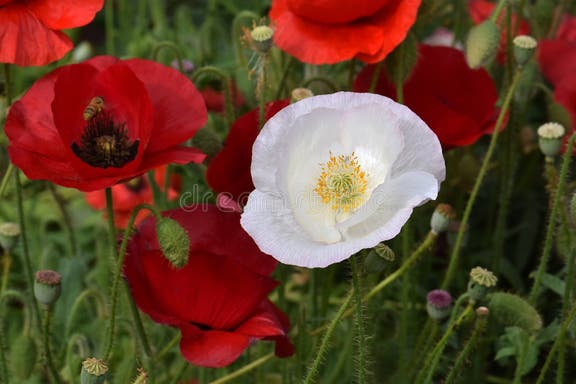 Red and White Peace Poppies 03 Stock Photo - Image of poppy, poppies ...