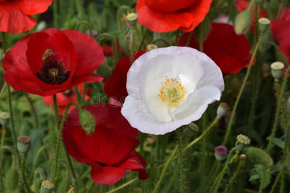Red and White Peace Poppies 03 Stock Photo - Image of poppy, poppies ...