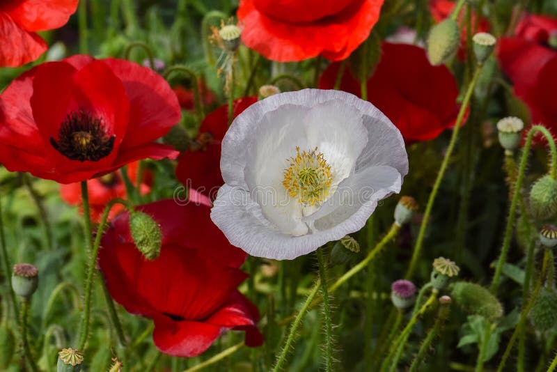 White Peace Poppy in Crimson Field 03 Stock Image - Image of papaver ...