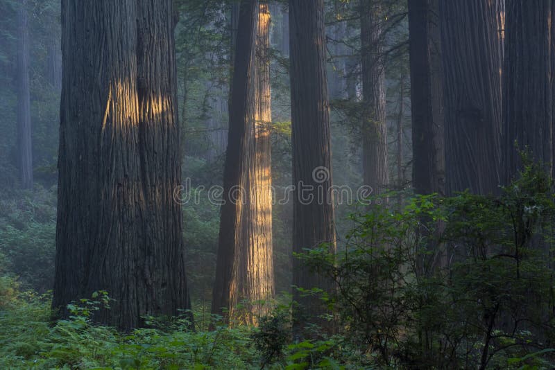 Peaceful redwood grove stock photo. Image of green, nature - 57149980