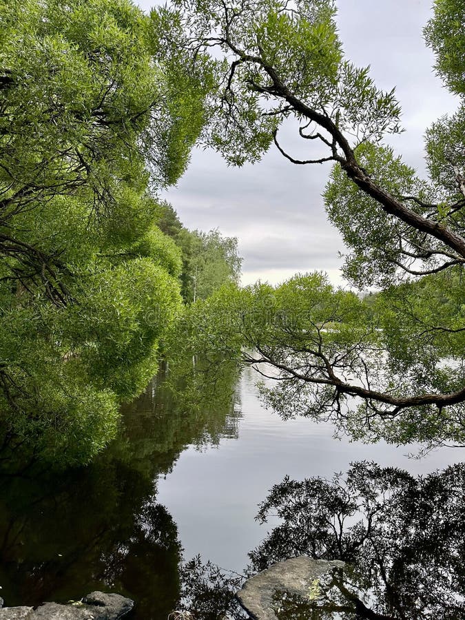 Peaceful Reflections: Tranquil River Surrounded by Lush Greenery Stock ...
