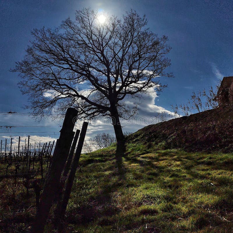 Countryside view - low sun stock photo. Image of fields - 85983314
