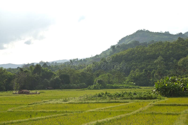 Peaceful rice field stock photo. Image of indonesian - 31960542