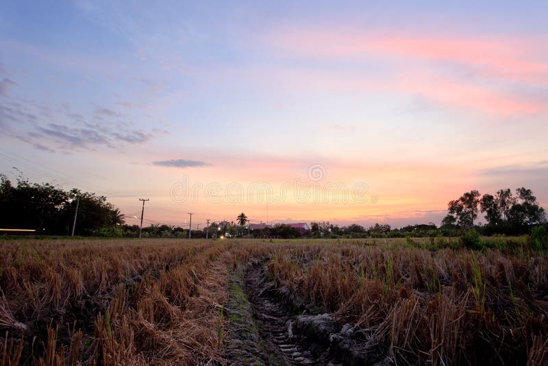 A Peaceful Rice Field on Sunrise Sky Background Stock Photo - Image of ...