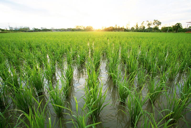 A Peaceful Rice Field on Sunrise Sky Background Stock Photo - Image of ...