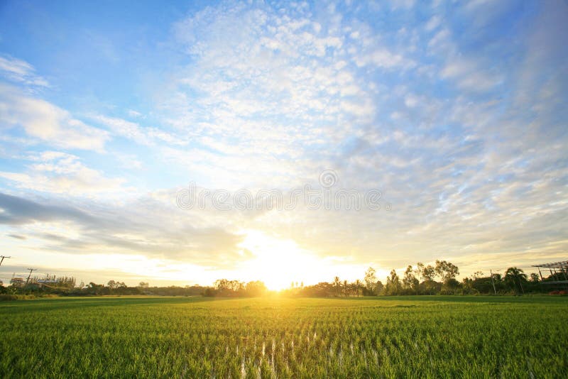 A Peaceful Rice Field on Sunrise Sky Background Stock Photo - Image of ...