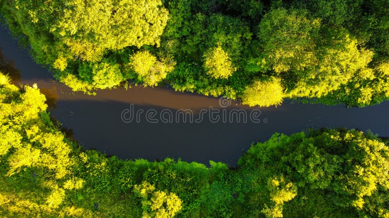 Peaceful River Flowing through Lush Green Forest Stock Image - Image of ...