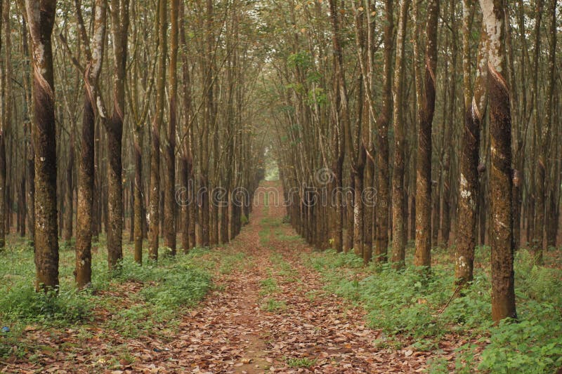 A Peaceful Rubber Tree Plantation with Neat Rows of Tall Trees and ...