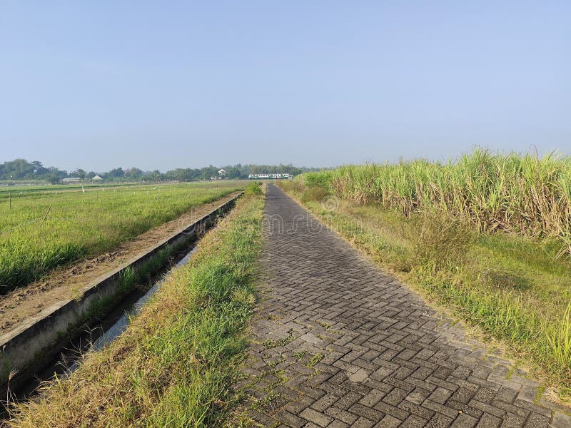 A Peaceful Rural Pathway Stretches through Lush Green Fields and ...