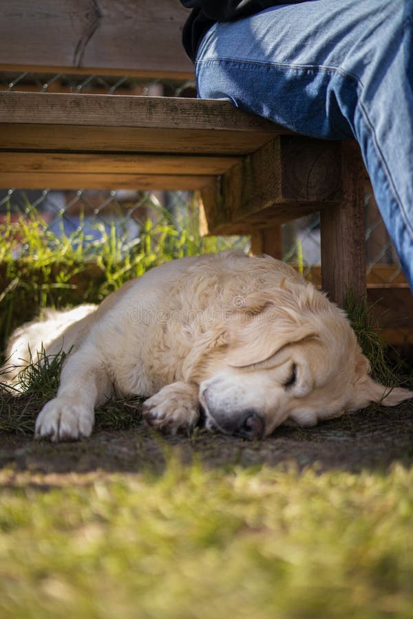 Peaceful Scene of a Dog Snoozing Beneath a Park Bench while a Man Sits ...