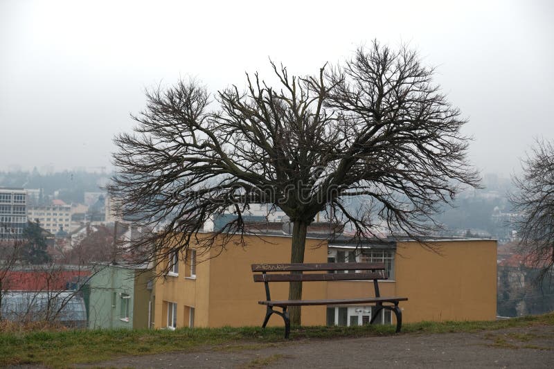 Peaceful Scene: Lone Tree and Bench Stock Photo - Image of scenic ...