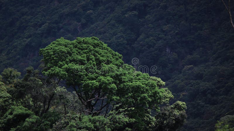 Peaceful Scene of a Secluded Forest with Lush Green Trees, Perfect for ...