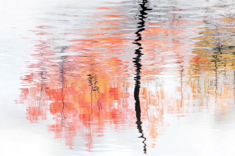 A Peaceful Scene with a Tree S Reflection in Calm Water Stock Image ...