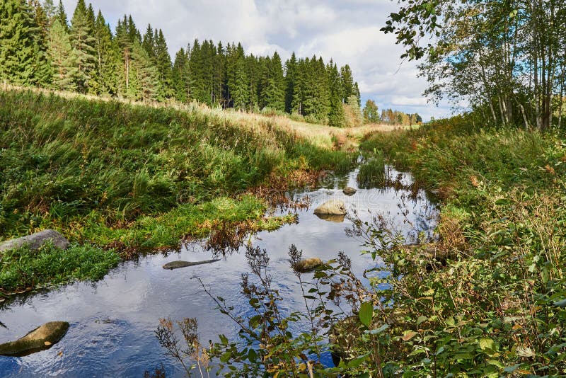 Peaceful Scenery of a River Surrounded by Greenery and Conifers Stock ...
