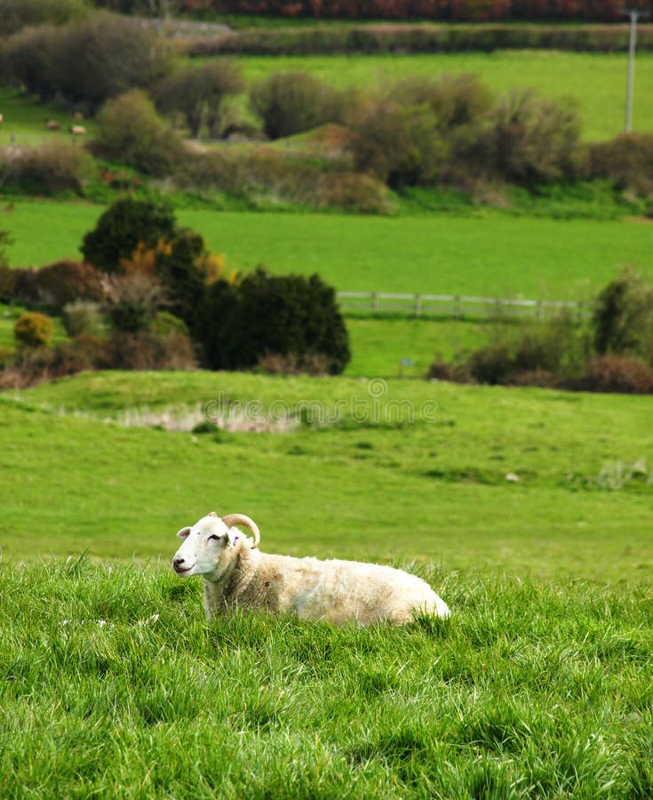 Peaceful Sheep Sitting in an Open Field Stock Photo - Image of wool ...
