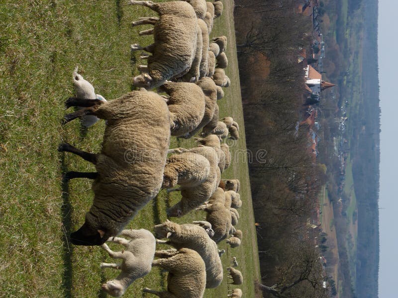Peaceful sheeps stock image. Image of meadow, security - 30594443