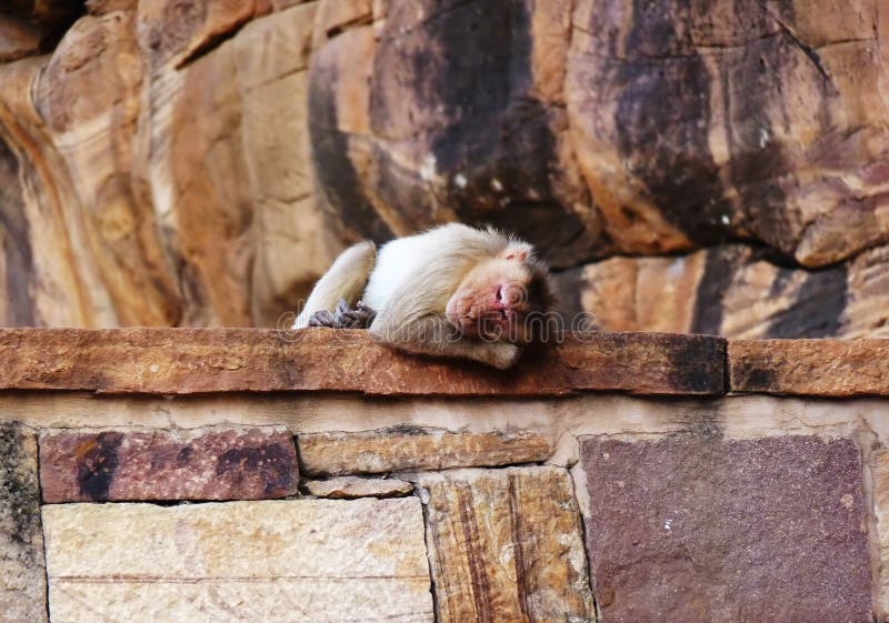 Peaceful sleeping monkey stock photo. Image of peace - 13231568