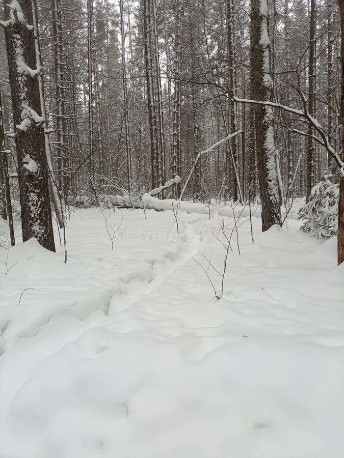 Peaceful Snow-Laden Forest Path Winding through Majestic Pine Trees ...