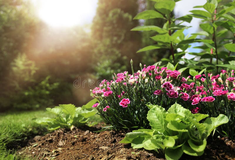 Peaceful Spring Garden Full of Sunlight Stock Image - Image of flower ...