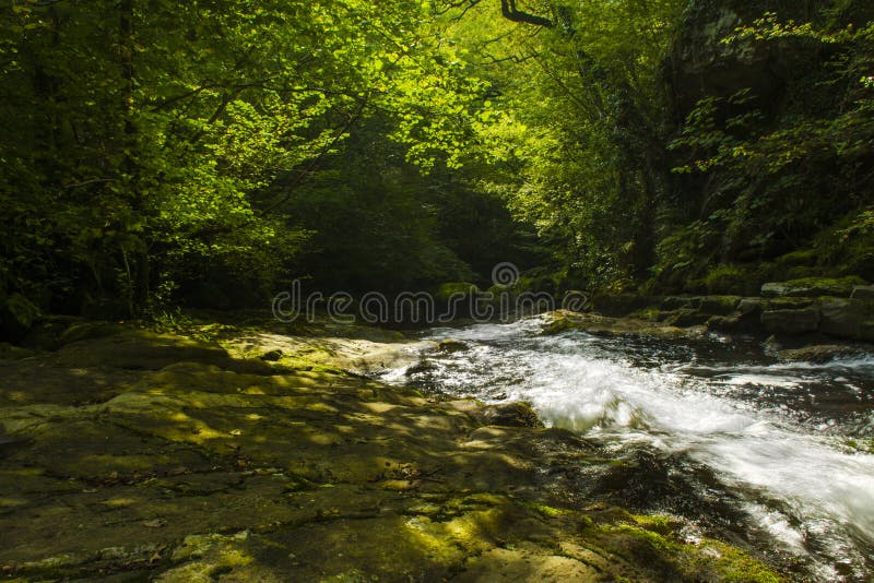 Peaceful Stream in a Beautiful Green Forest Stock Image - Image of ...