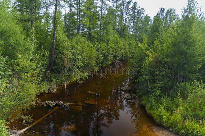 Forest Stream Surrounded by Dense Trees in a Peaceful Wilderness Stock ...