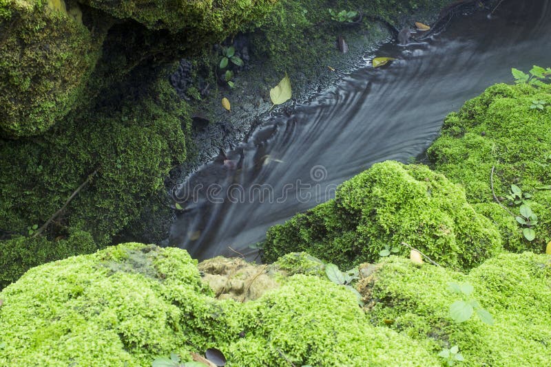Peaceful Stream Flows Water through Lush Moss Texture, Backgrou Stock ...