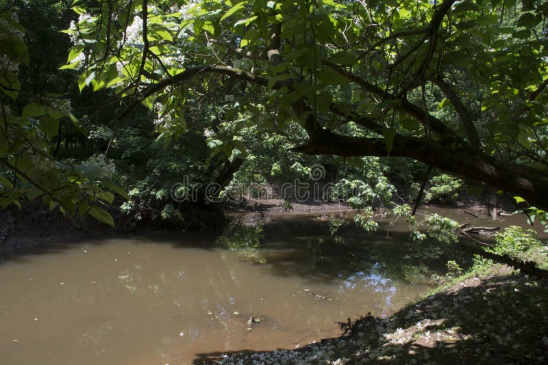 Peaceful Stream stock photo. Image of land, meditation - 14359394