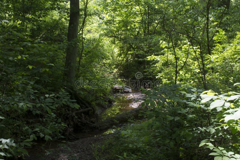 Peaceful Stream stock photo. Image of land, meditation - 14359394