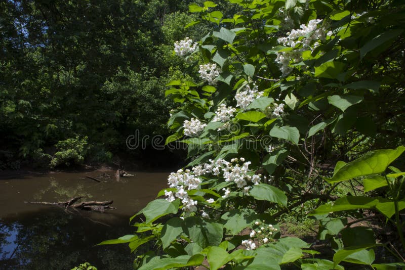 Peaceful Stream stock photo. Image of land, meditation - 14359394