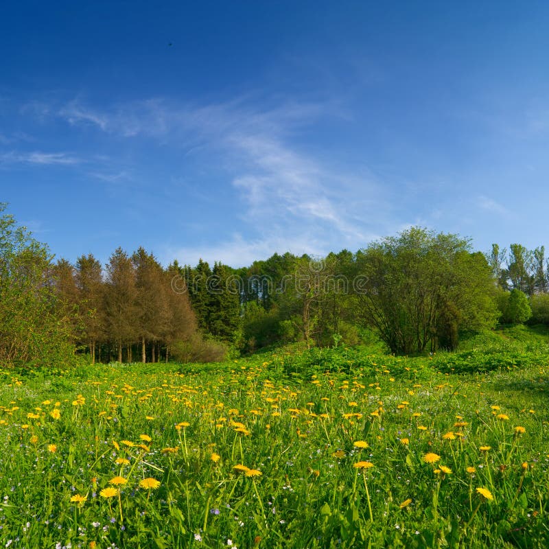 Peaceful summer landscape stock photo. Image of morning - 2452778