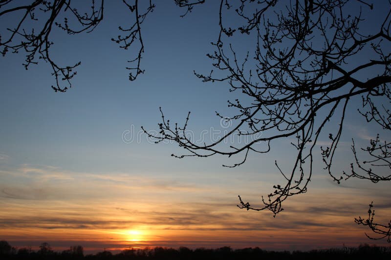 Peaceful Sunset through Silhouette Tree Branches Stock Photo - Image of ...