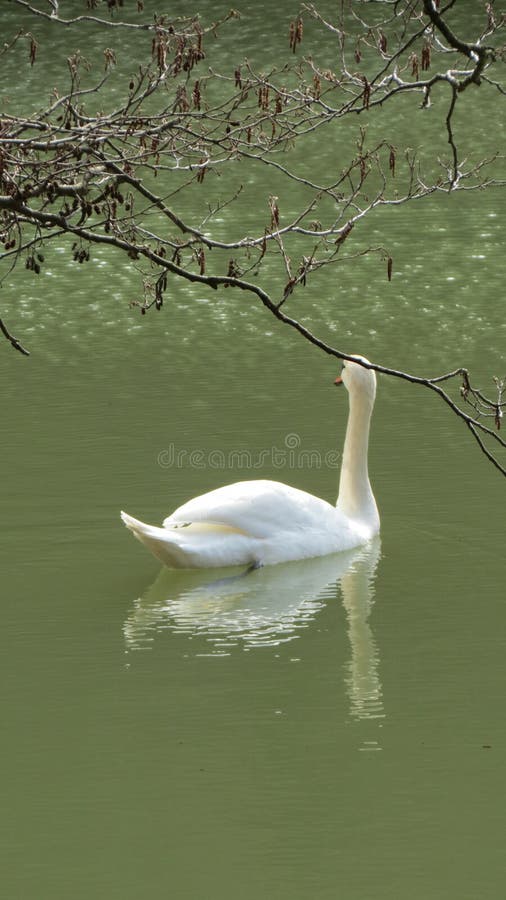 Peaceful Swan stock image. Image of swan, germany, lake - 44481773