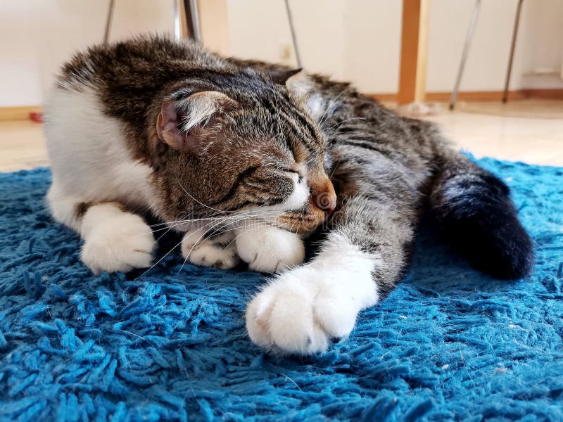 Peaceful Cat Napping on a Blue Carpet Stock Image - Image of wildcat ...