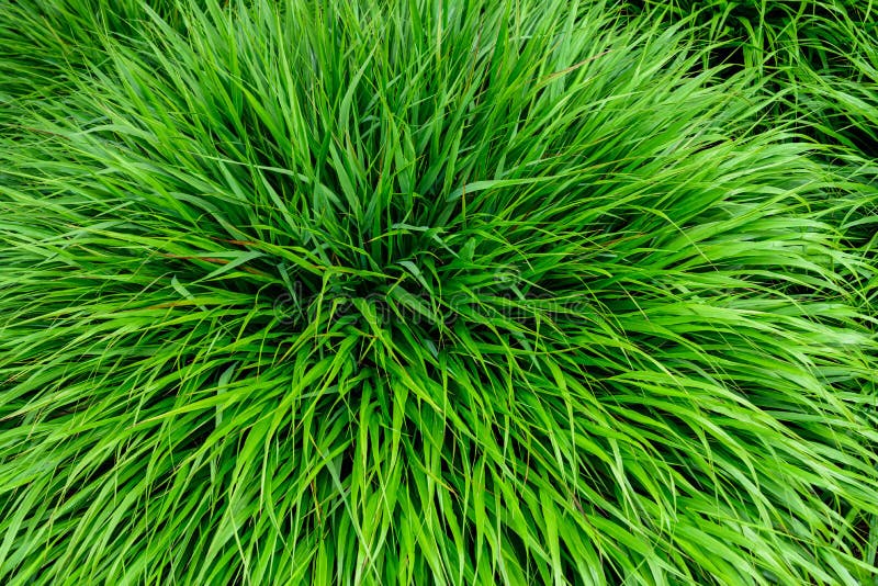 Peaceful Texture of Green Japanese Forest Grass As a Natural Background ...