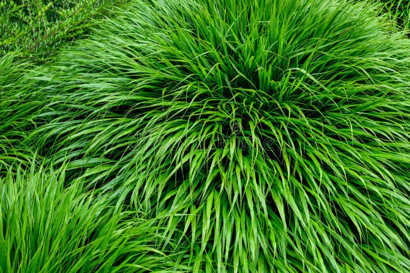 Peaceful Texture of Green Japanese Forest Grass As a Natural Background ...