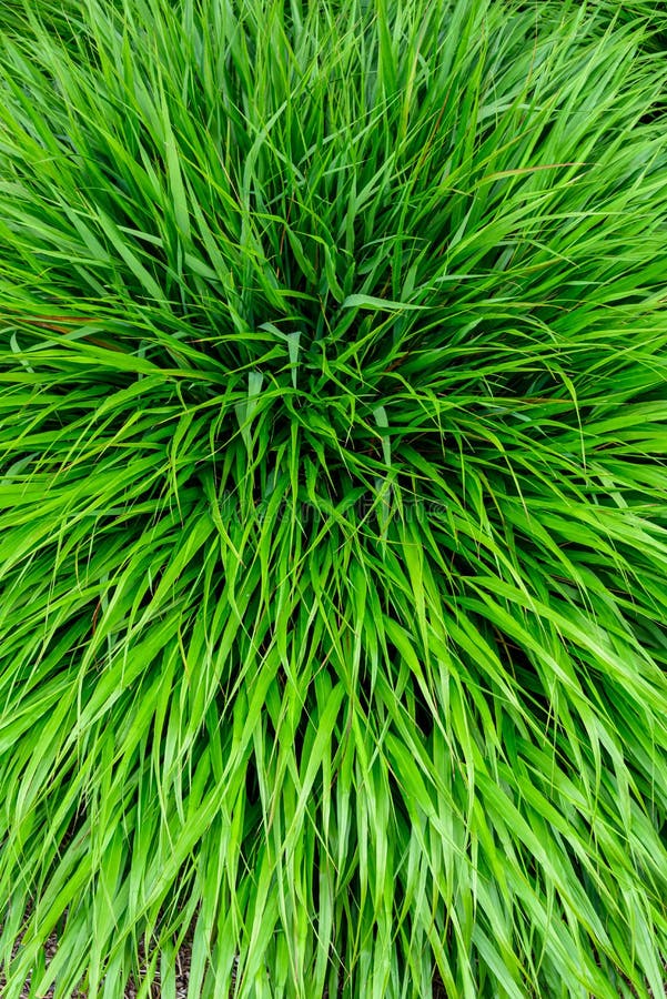 Peaceful Texture of Green Japanese Forest Grass As a Natural Background ...