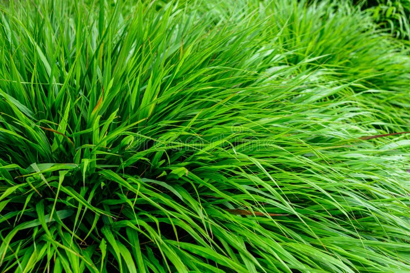 Peaceful Texture of Green Japanese Forest Grass As a Natural Background ...