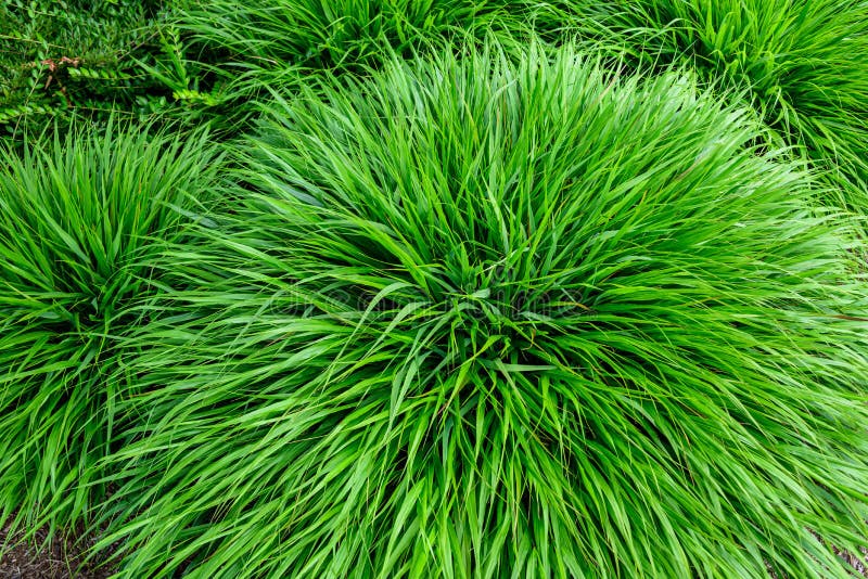 Peaceful Texture of Green Japanese Forest Grass As a Natural Background ...