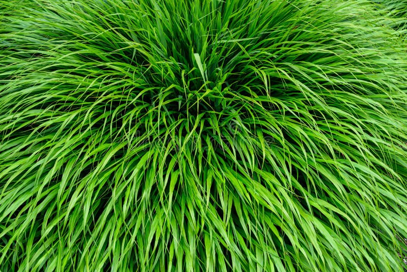 Peaceful Texture Of Green Japanese Forest Grass As A Natural Background Stock Image Image Of