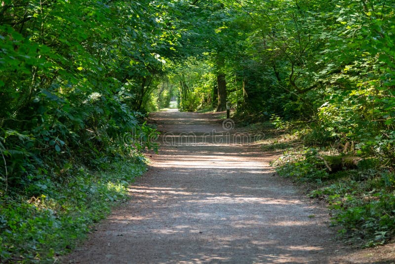 Peaceful forest path stock photo. Image of colorful, buttercup - 86259170