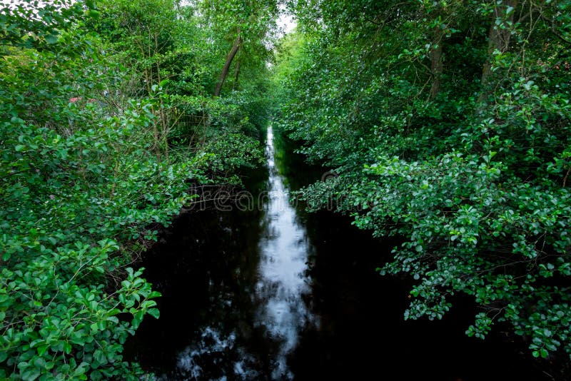 Peaceful and Tranquil Stream with Dark Water in a Forest Glade and ...