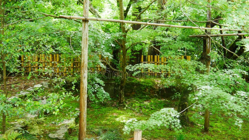 Relaxing Retreat Bamboo Forest Surrounded Lush Greenery Tranquility ...