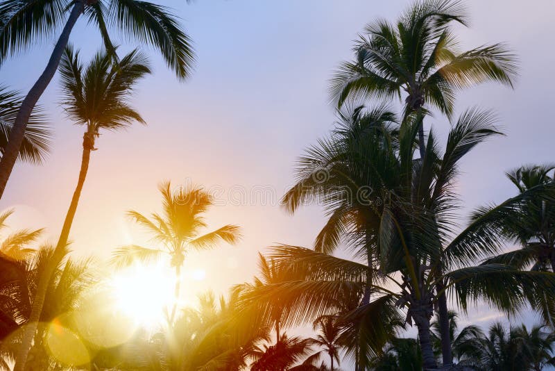 Peaceful Tropical Background; Sunset in the Tropic Stock Image - Image ...