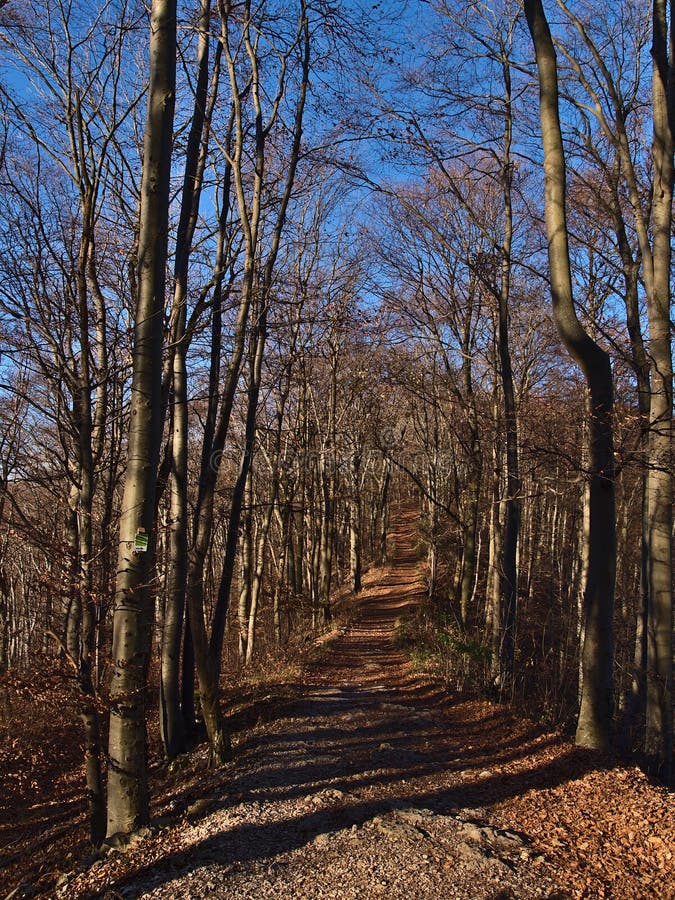 View of Hiking Path Leading through Forest of Bare Beech Trees in Late ...