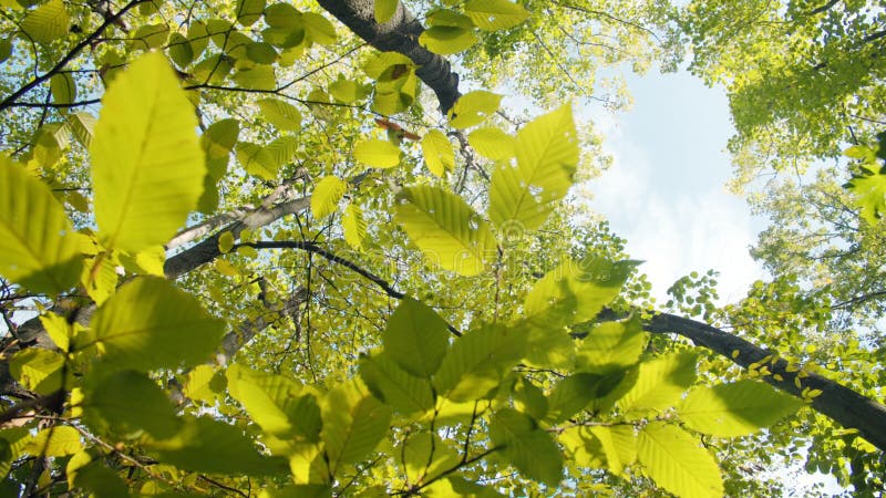 Looking Up at Green Treetops in a Calm, Sunlit Forest Stock Video ...