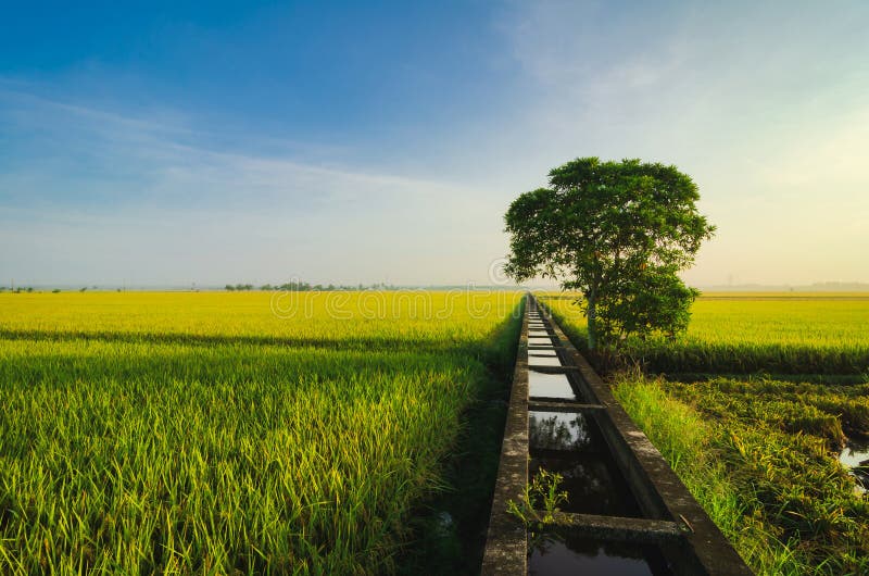 Paddy Field Scenery in Selangor State, Malaysia Againts Blue Sky and ...